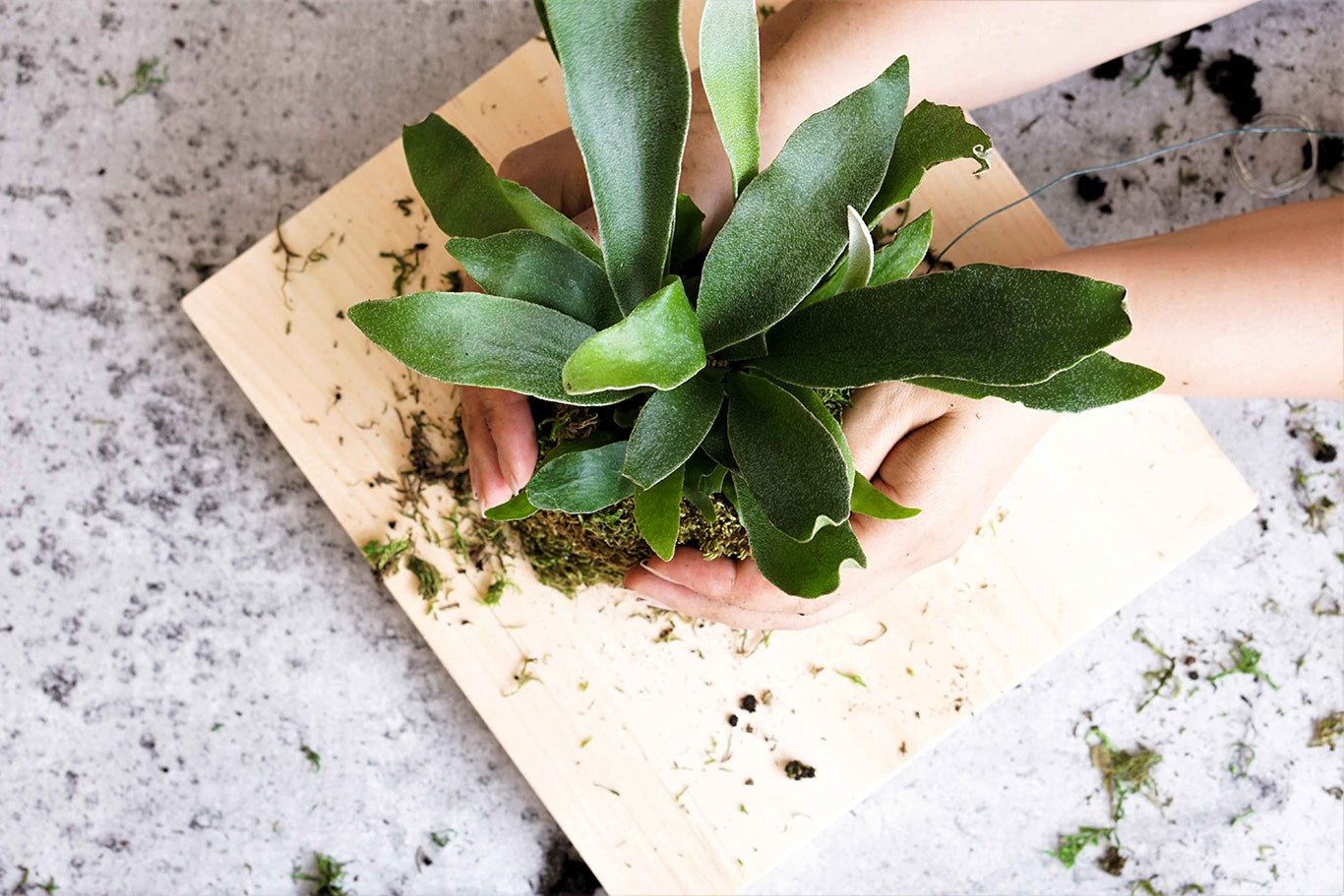 HOW TO: DIY MOUNTED STAGHORN FERN