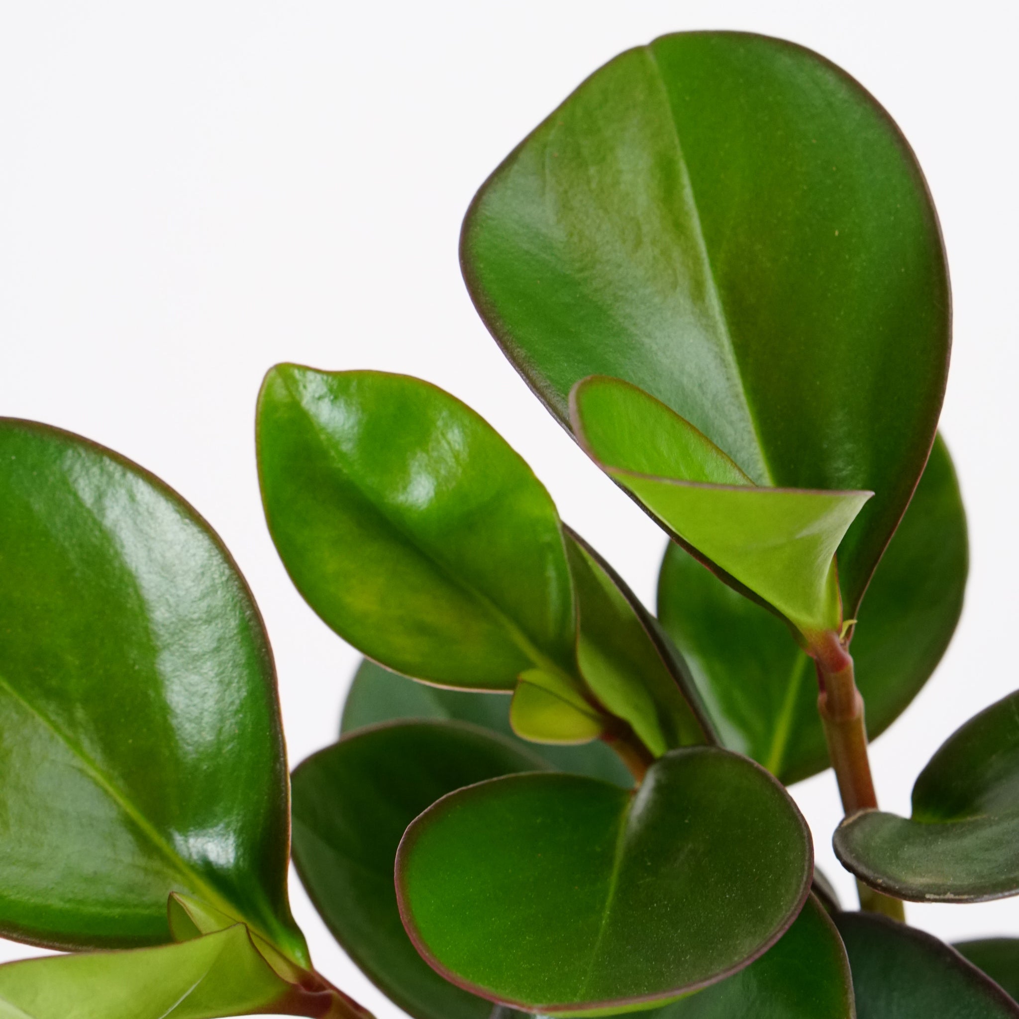 Assorted Peperomia