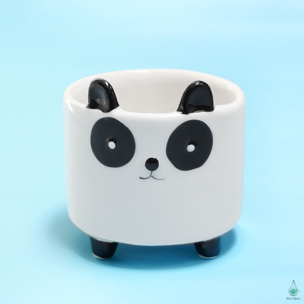 Panda Pot | Indoor House Plants Delivery Canada