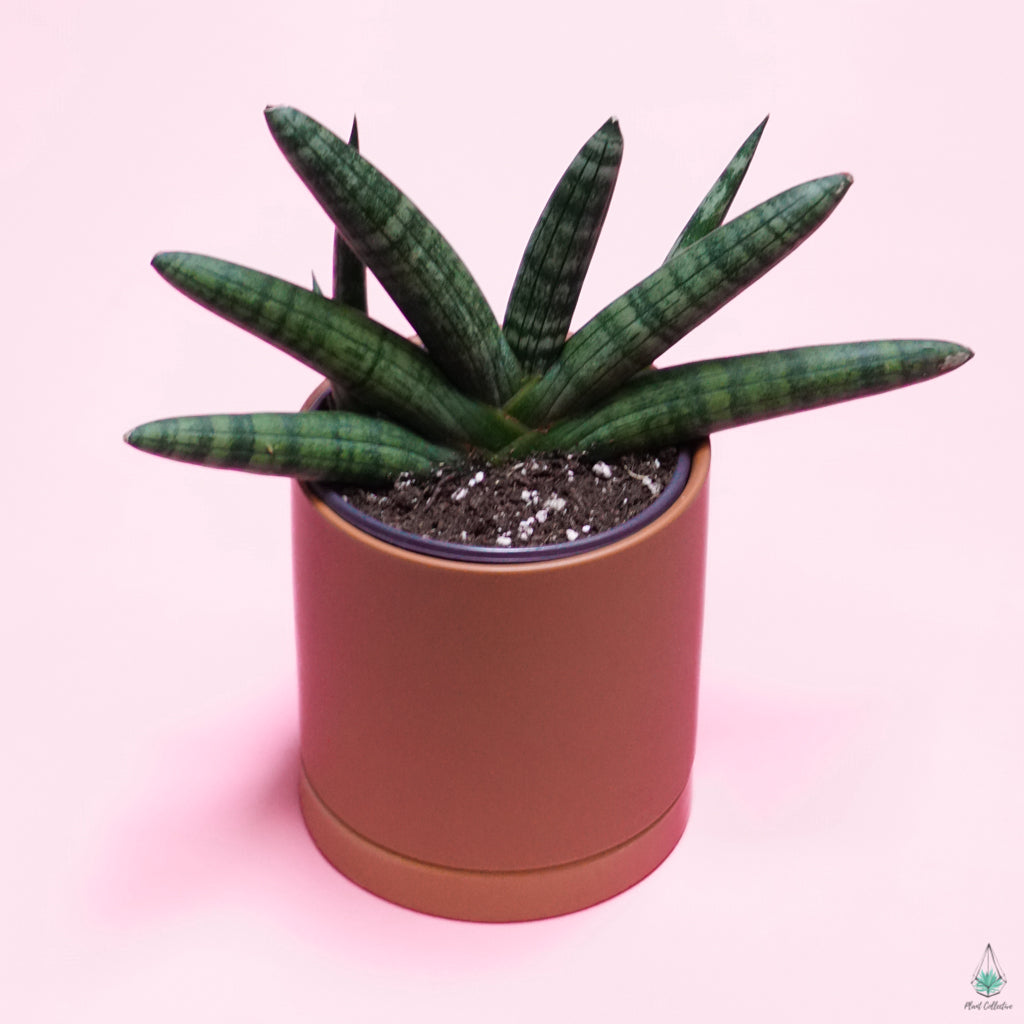 Romey Pot | Indoor House Plants Delivery Canada