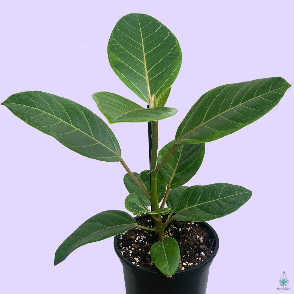 Variegated Ficus Altissima