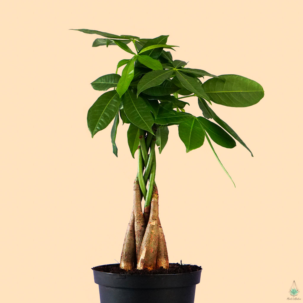 Braided Money Tree