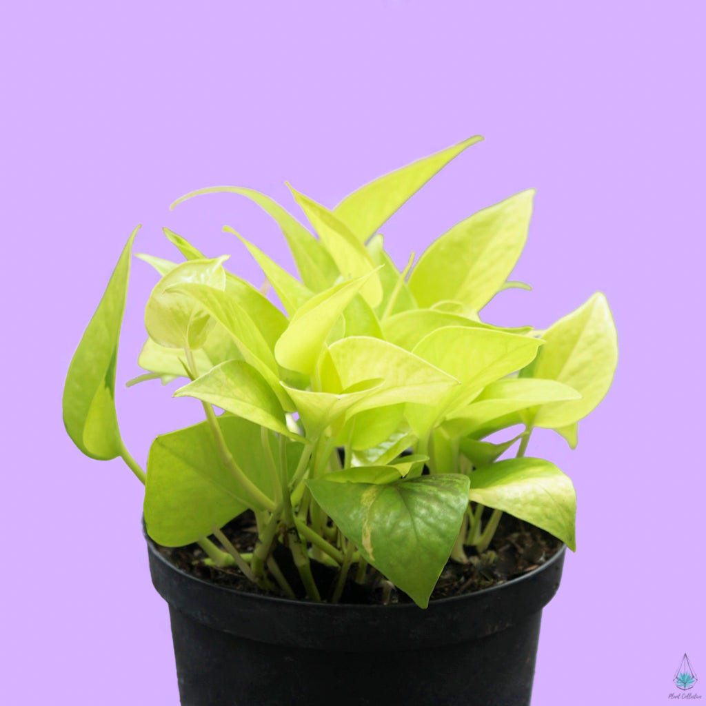 Neon Pothos | Indoor House Plants Delivery Canada