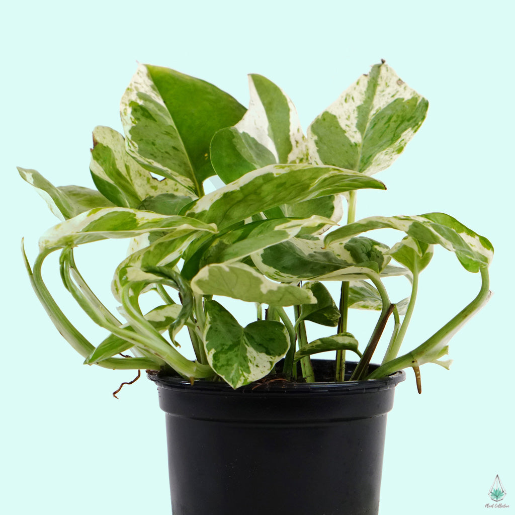 Pearls and Jade Pothos