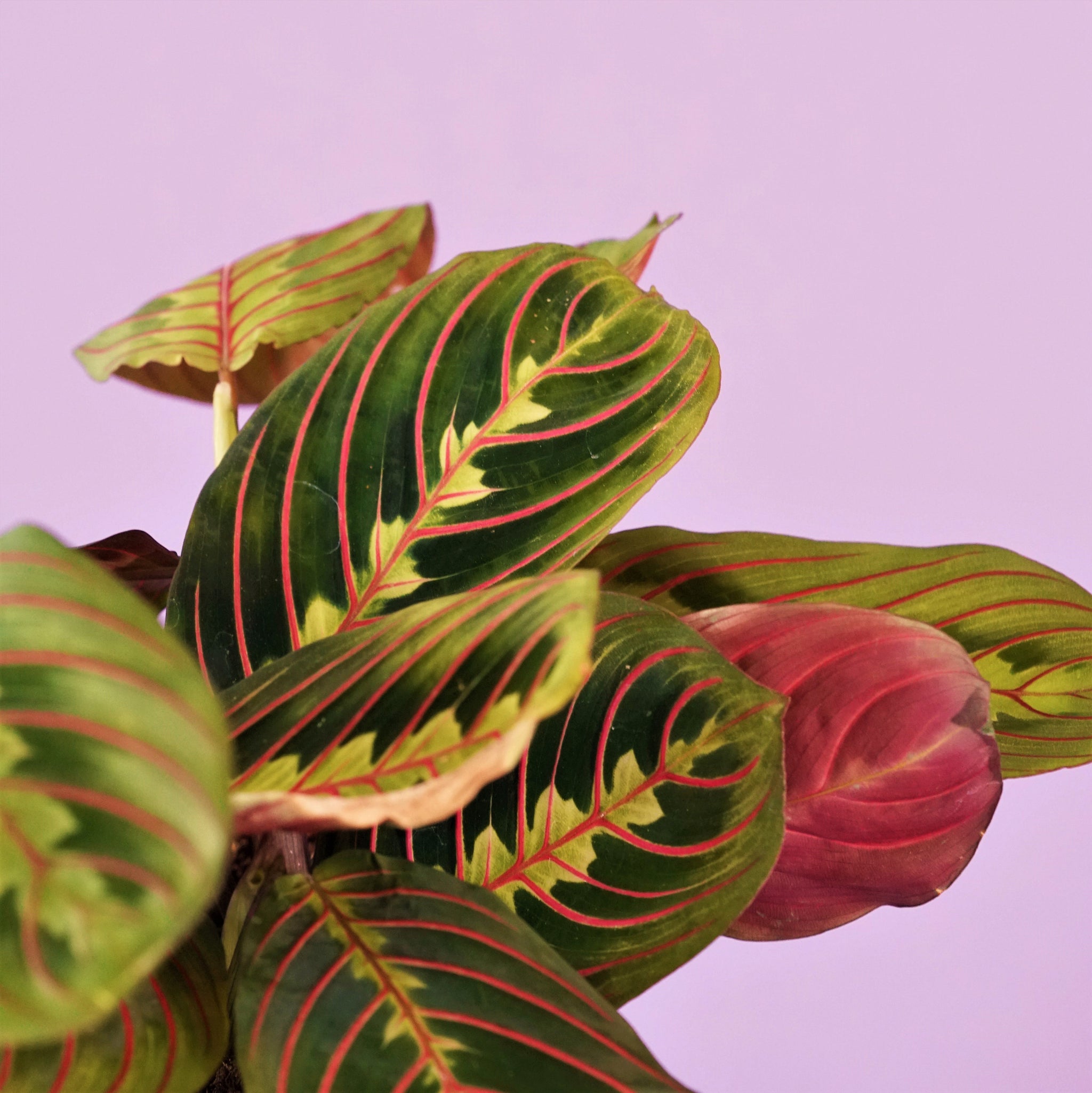 Assorted Prayer Plant (Maranta)