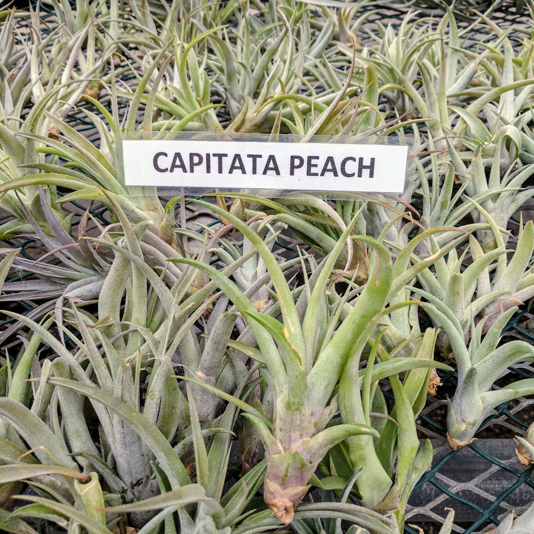 Capitata Peach