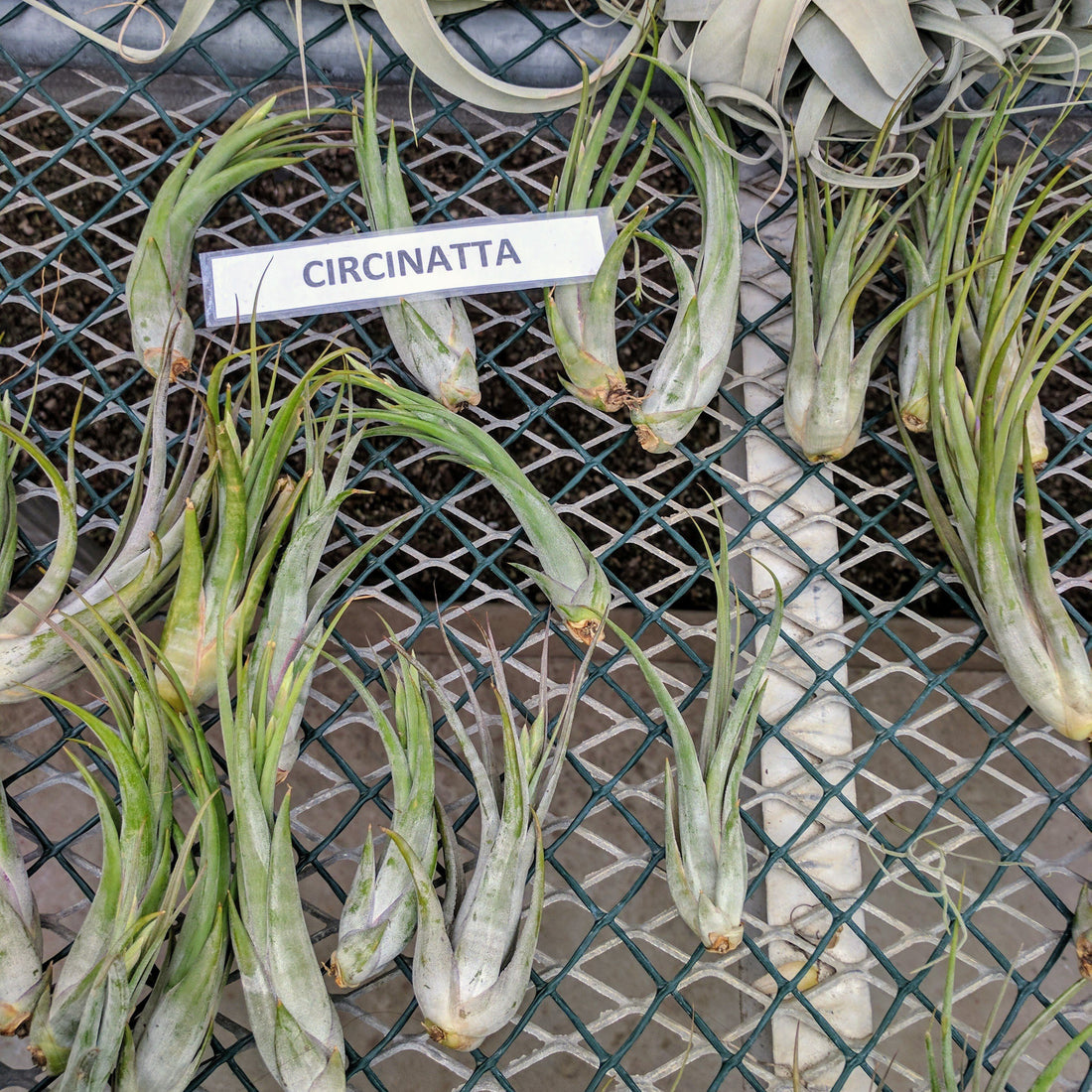 Tillandsia Circinata