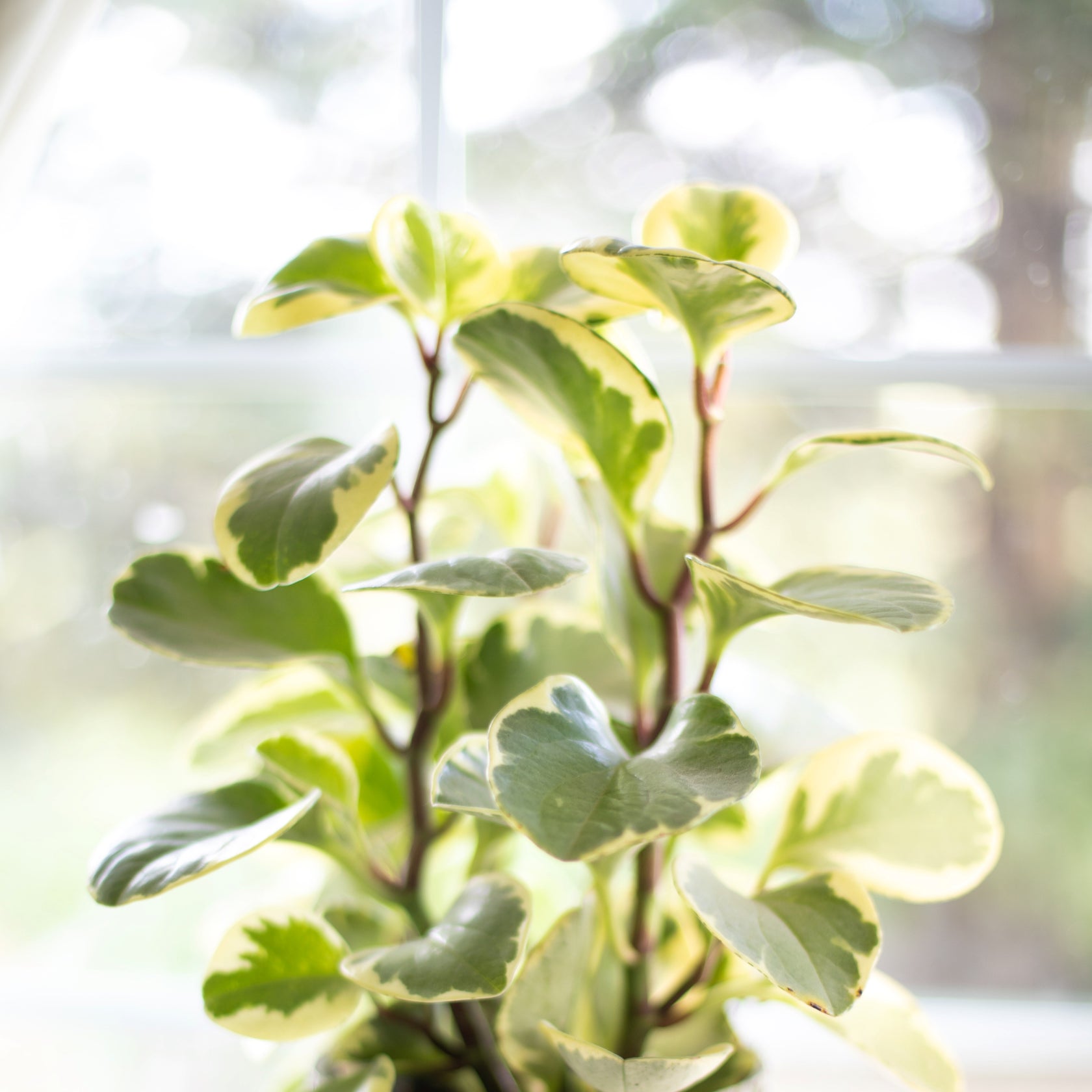 Assorted Peperomia