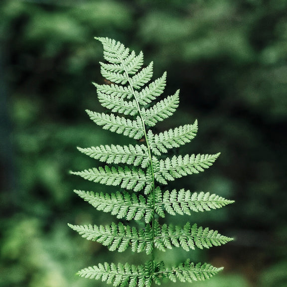 Assorted Fern