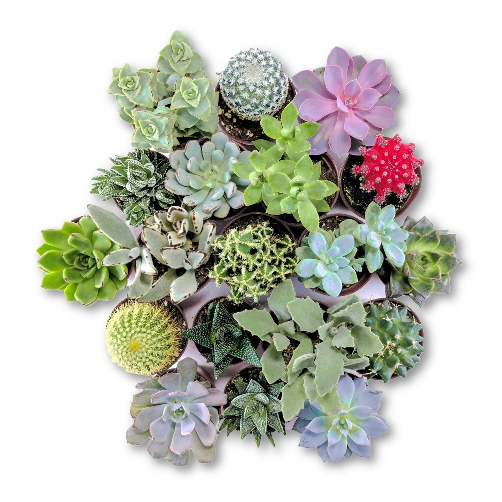 The 'Everything' Bundle - 5 pack